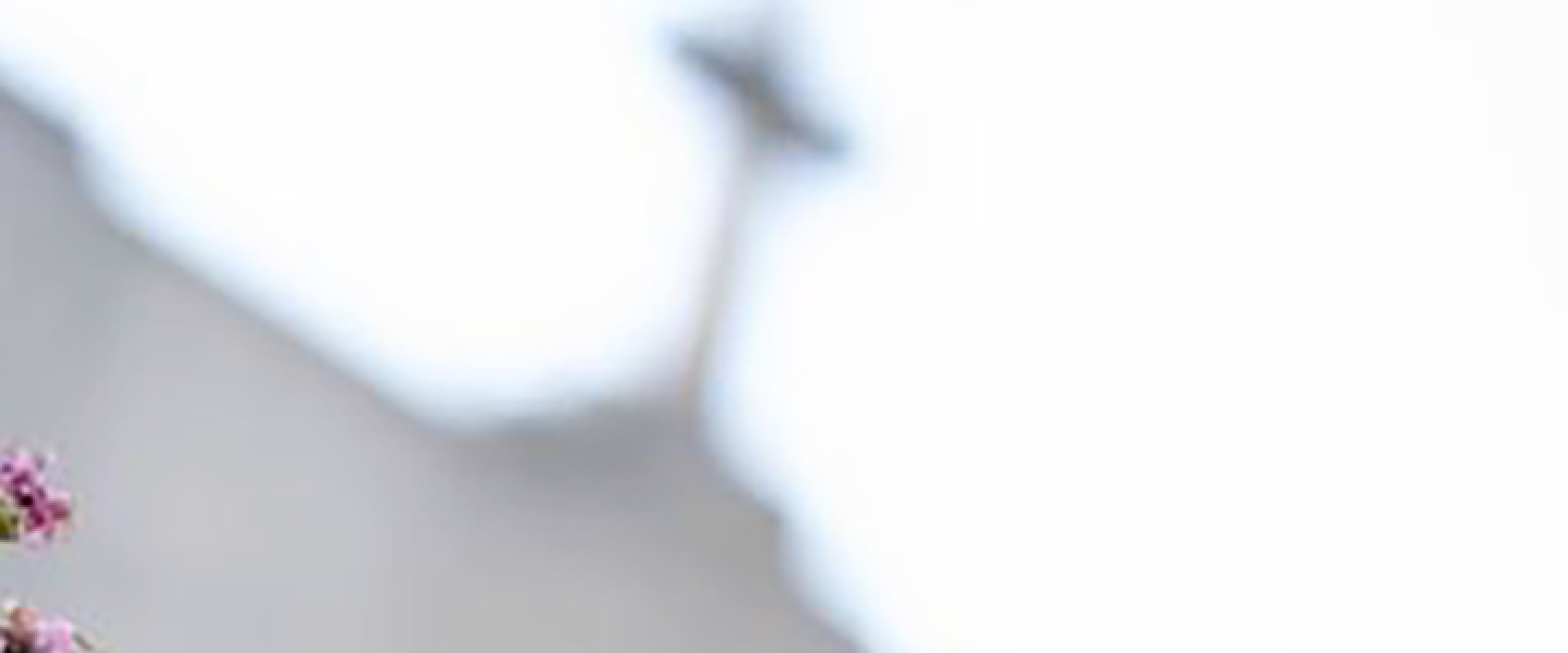 About | Holy Family University